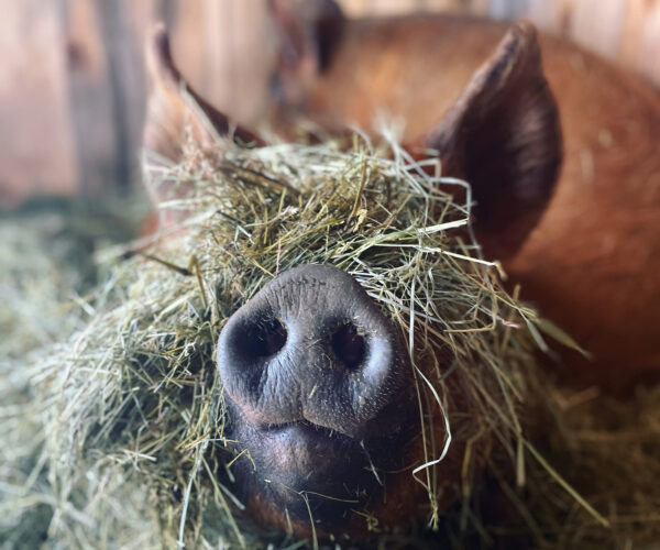 Do Pigs Get Cold? How to Overwinter Your Pigs - Grit